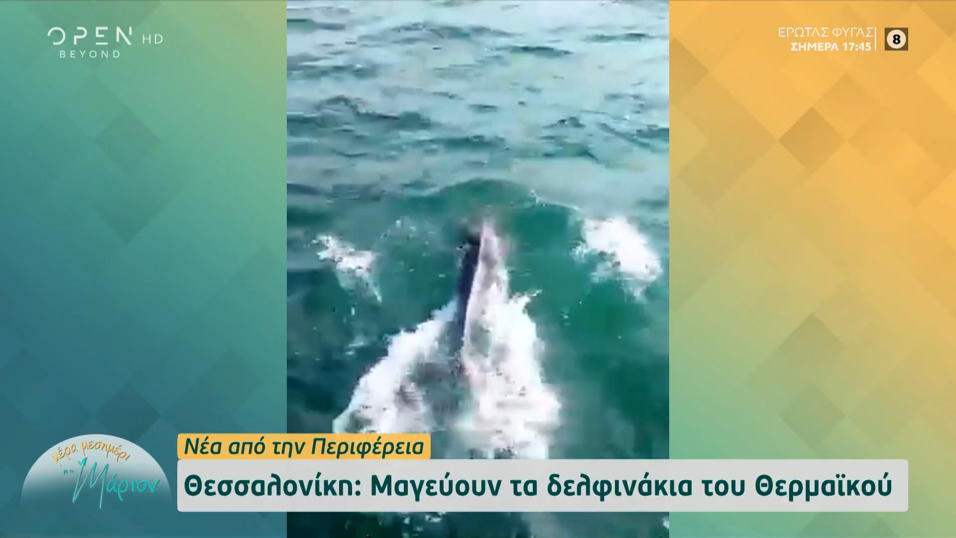 Θεσσαλονίκη: Μαγεύουν τα δελφινάκια του Θερμαϊκού | OPEN TV