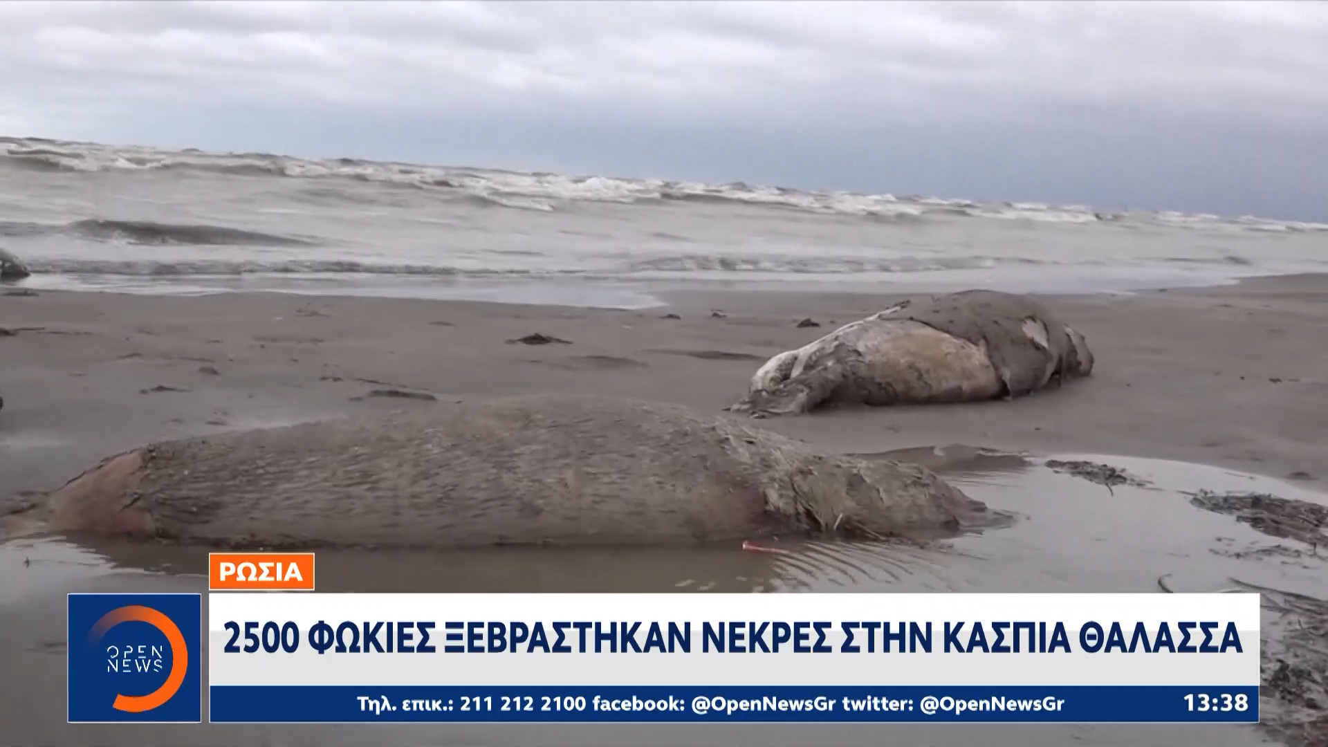 2.500 φώκιες ξεβράστηκαν νεκρές στην Κασπία Θάλασσα | OPEN TV