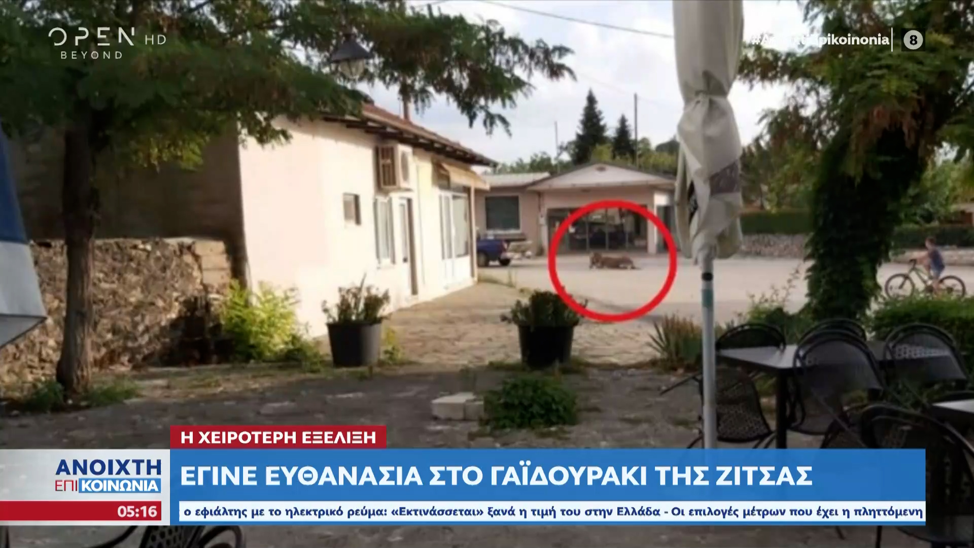 Έγινε ευθανασία στο γαϊδουράκι της Ζίτσας | OPEN TV