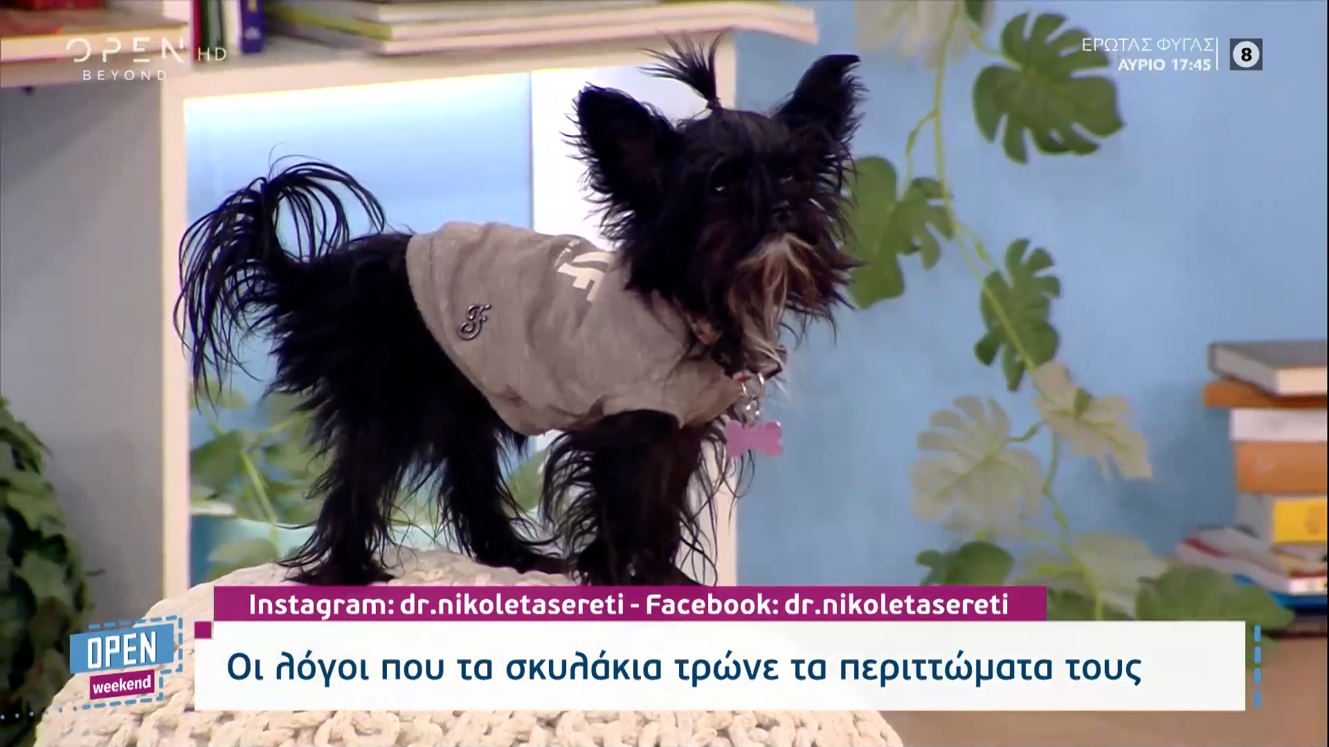 Οι λόγοι που τα σκυλάκια τρώνε τα περιττώματά τους | OPEN TV