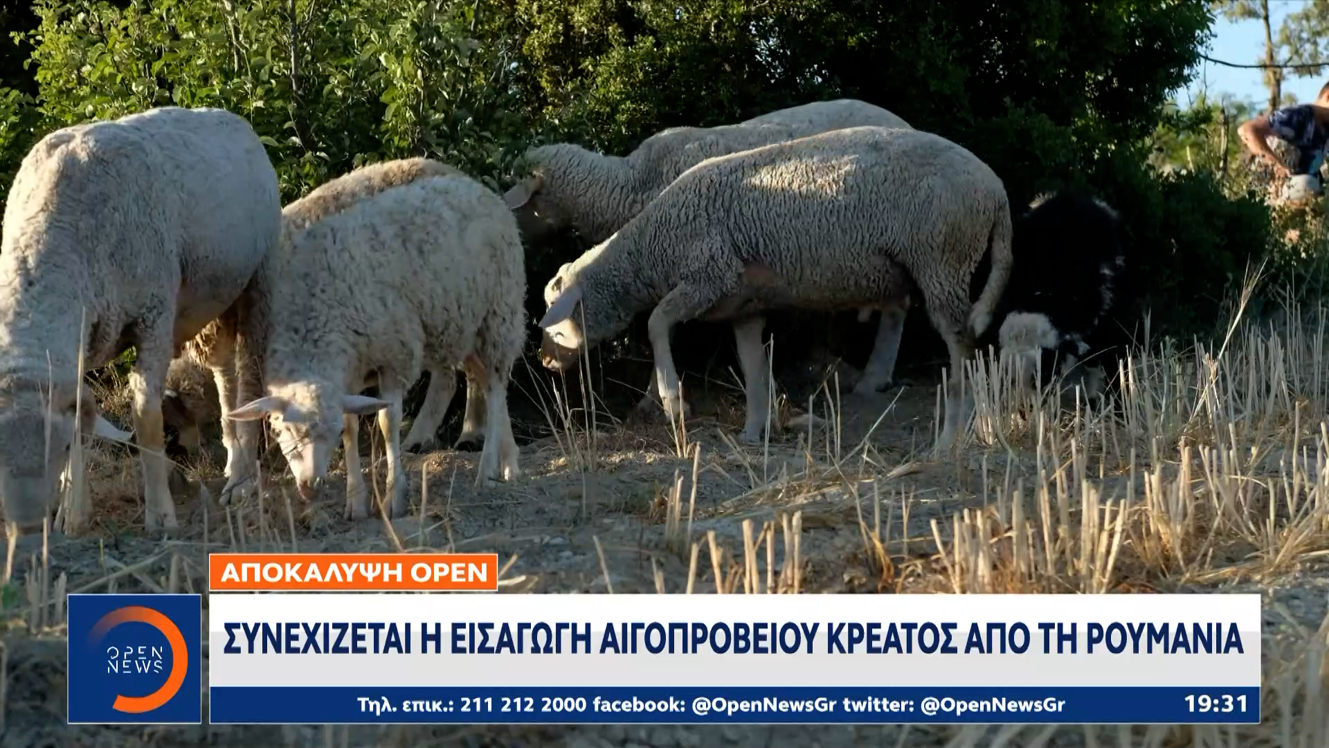 Συνεχίζεται η εισαγωγή αιγοπρόβειου κρέατος από τη Ρουμανία | OPEN TV