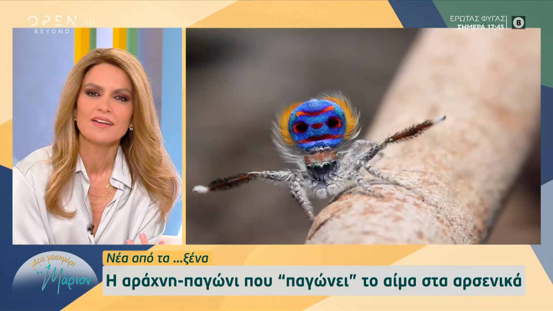 Η αράχνη-παγώνι που «παγώνει» το αίμα στα αρσενικά | OPEN TV