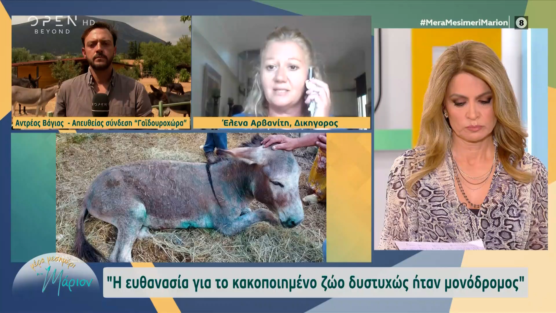Κακοποίηση γαϊδουριού Ζίτσα: Η ευθανασία για το ζώο ήταν μονόδρομος ...