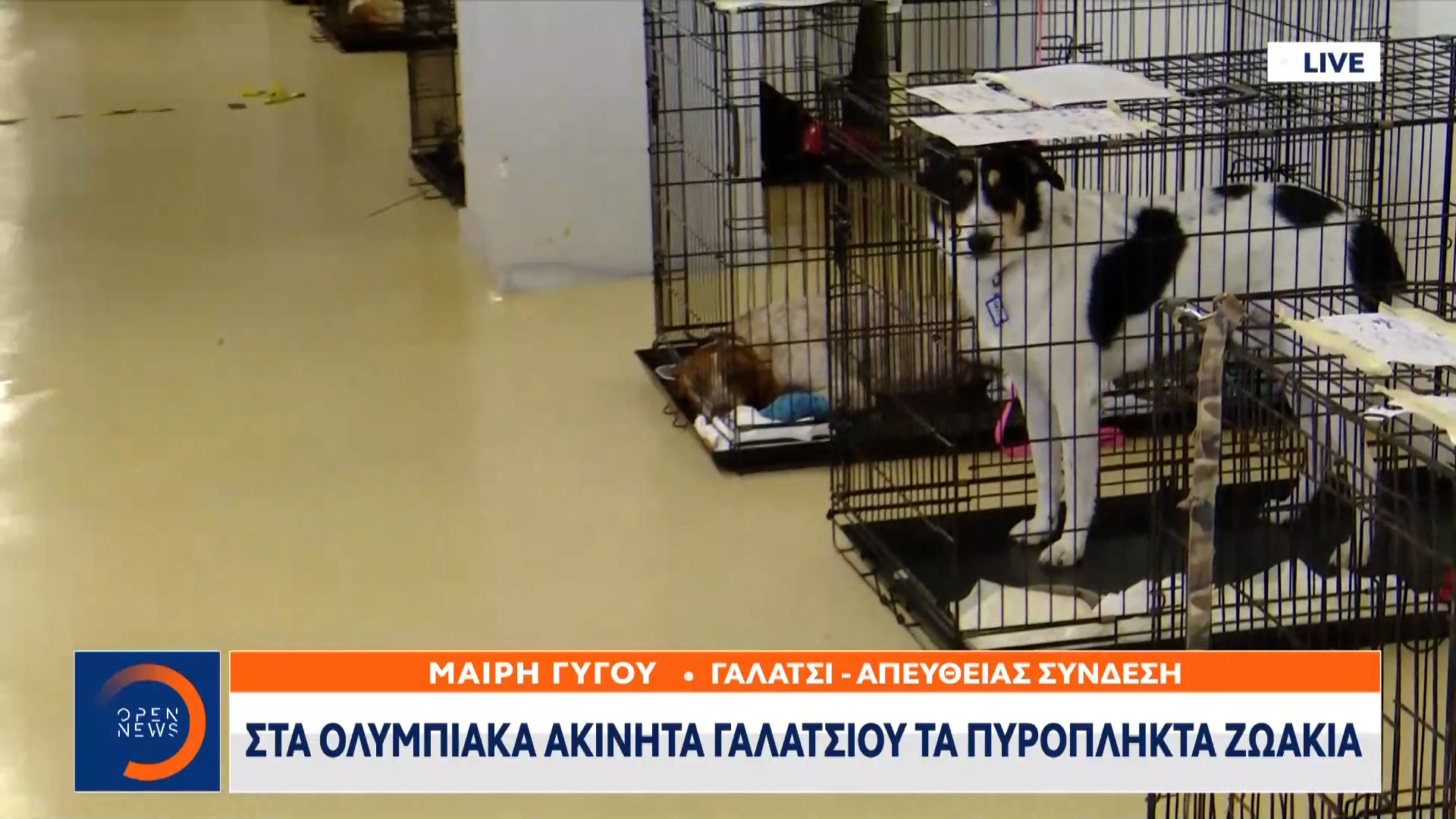 Στα Ολυμπιακά Ακίνητα Γαλατσίου τα πυρόπληκτα ζωάκια | OPEN TV