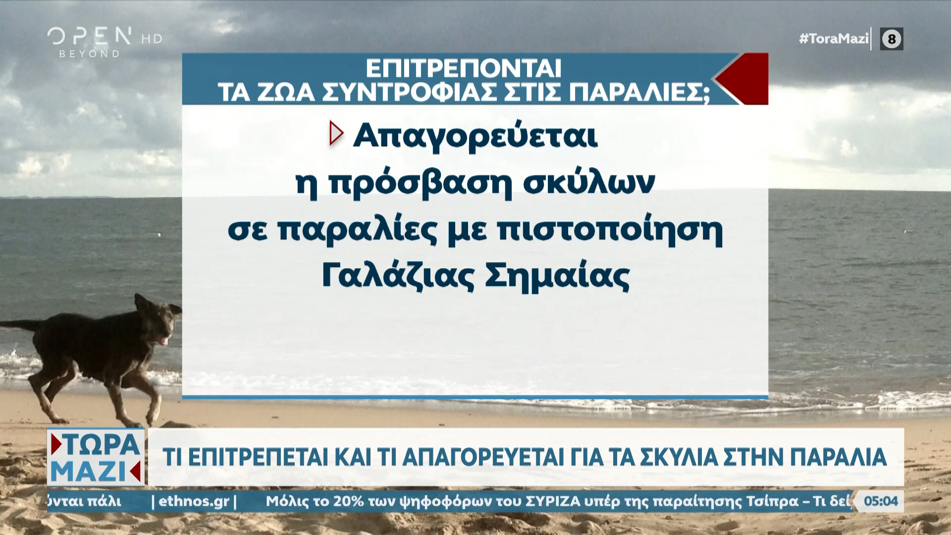 Τι επιτρέπεται και τι απαγορεύεται για τα σκυλιά στην παραλία | OPEN TV