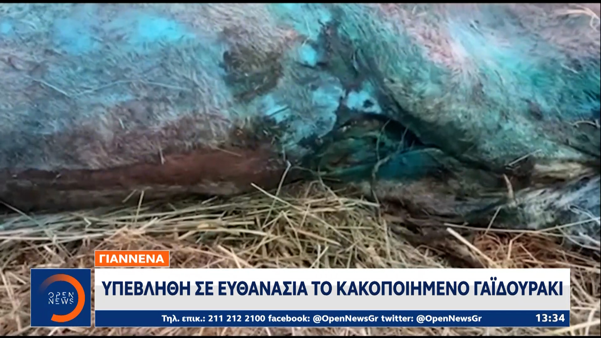 Υπεβλήθη σε ευθανασία το κακοποιημένο γαϊδουράκι | OPEN TV