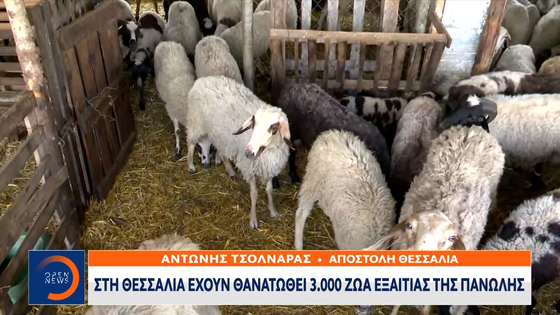 Πανώλη στη Θεσσαλία: Εκατό κτηνίατροι ελέγχουν εκατοντάδες ...