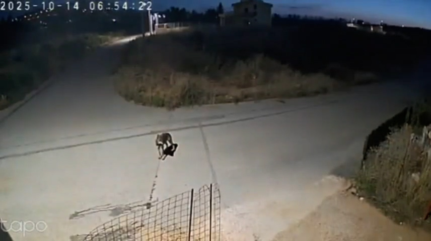 Απίστευτη καταγγελία στην Ιπποκράτειο: Λύκοι μερα μεσημέρι σε απόσταση ...